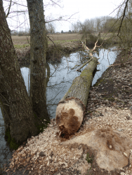 Les cours d'eau de Seine-et-Marne | Eau en Seine-et-Marne